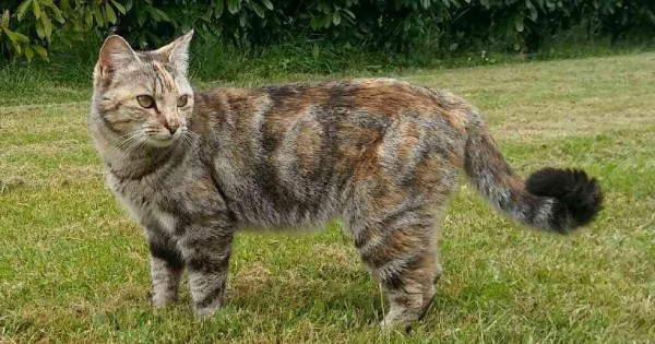 Minette : une bien belle histoire - Le journal du Gers: Journal d ...